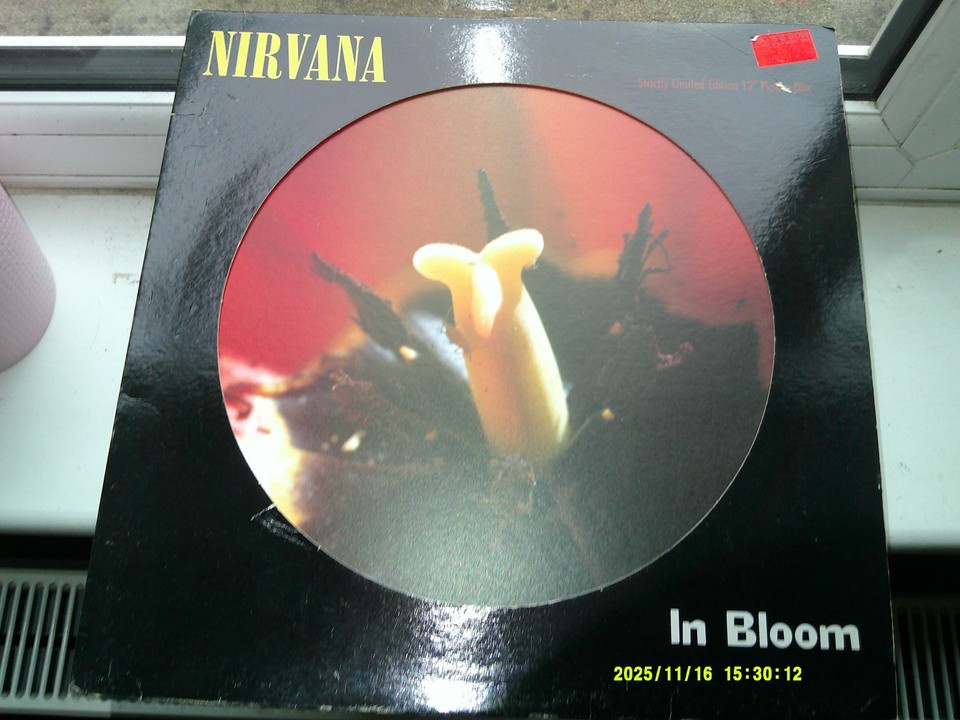 NIRVANA- 12" PICTURE DISC- IN BLOOM-EX. | eBay UK