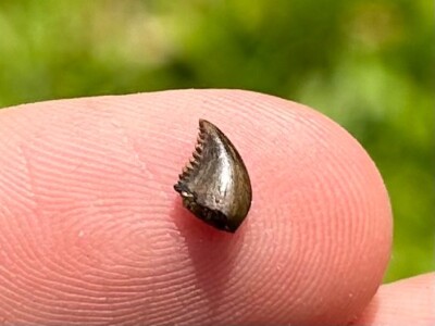 RARE Troodon Dinosaur Tooth Theropod Hell Creek Fossil Cretaceous ...