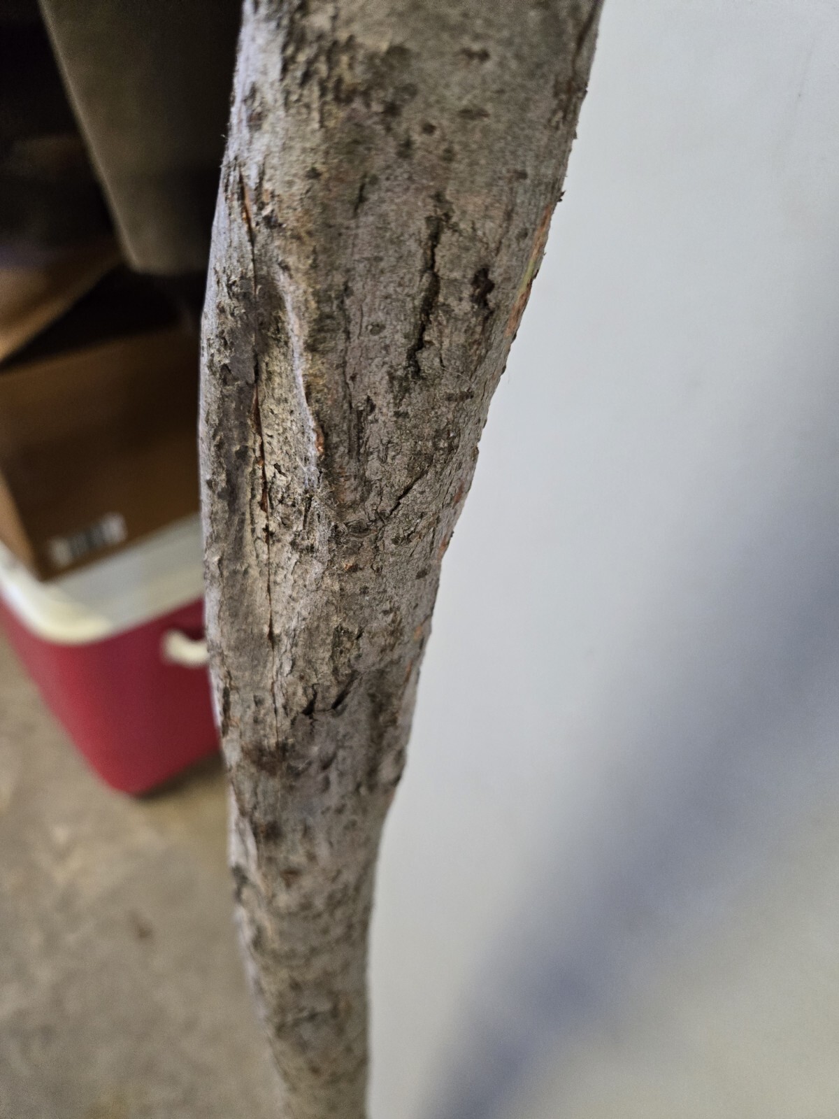 Set Of (2) 50" Diamond Willow Walking Stick Blanks #590#1436 | eBay