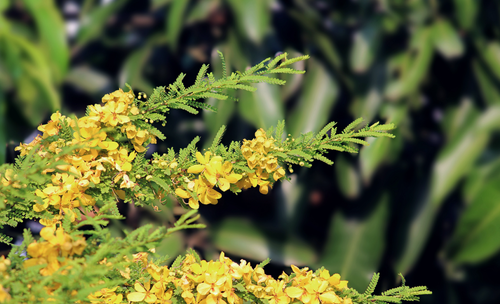 LIVE PLANT 3ft Senna polyphylla - Desert Cassia - Dwarf Weeping Cassia ...