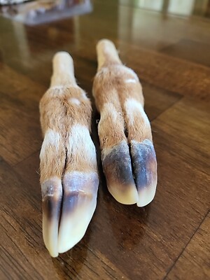 Gazelle Hoof Deer Feet Antelope Hooves Taxidermy Large Animals | eBay