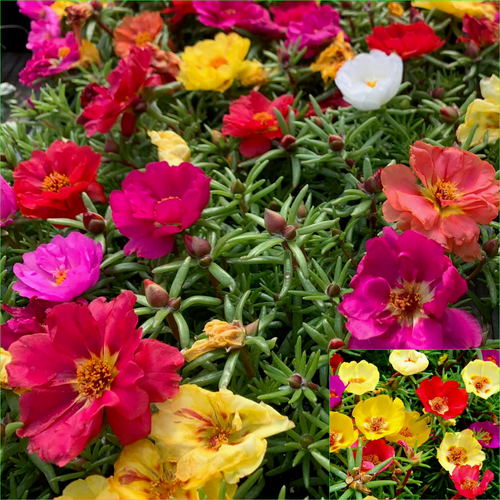 PORTULACA SINGLE FLOWERED MIXED 250 Seeds Grow FLOWERS Beautiful GARDEN ...
