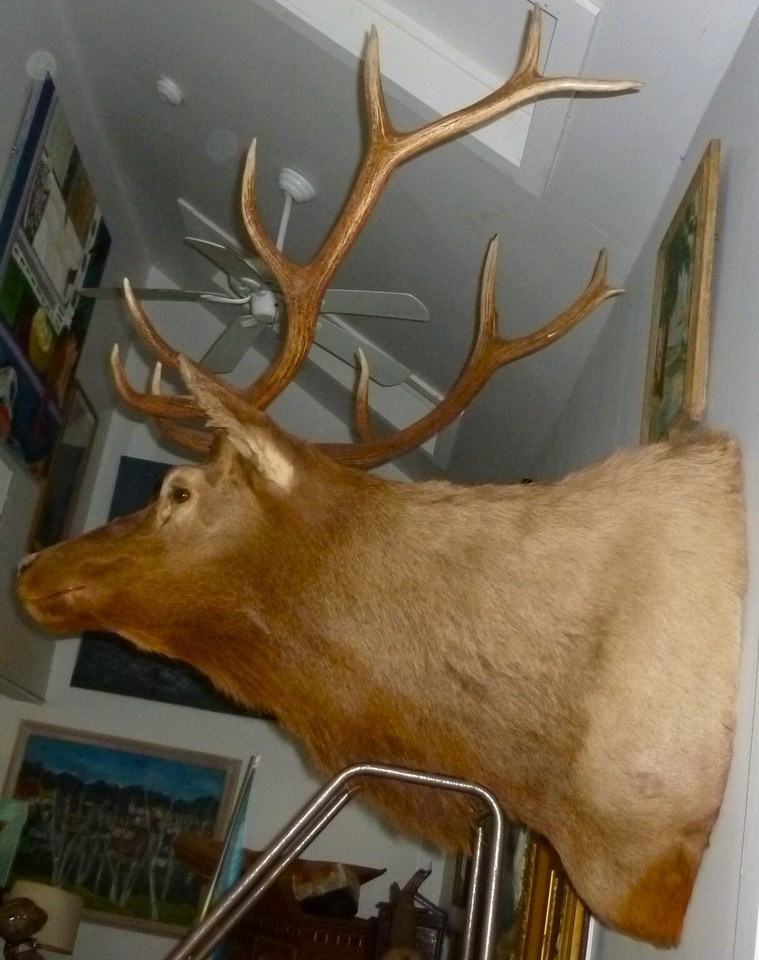Exceptional Enormous ELK Mount high score - valuable BONUS ITEM w ...