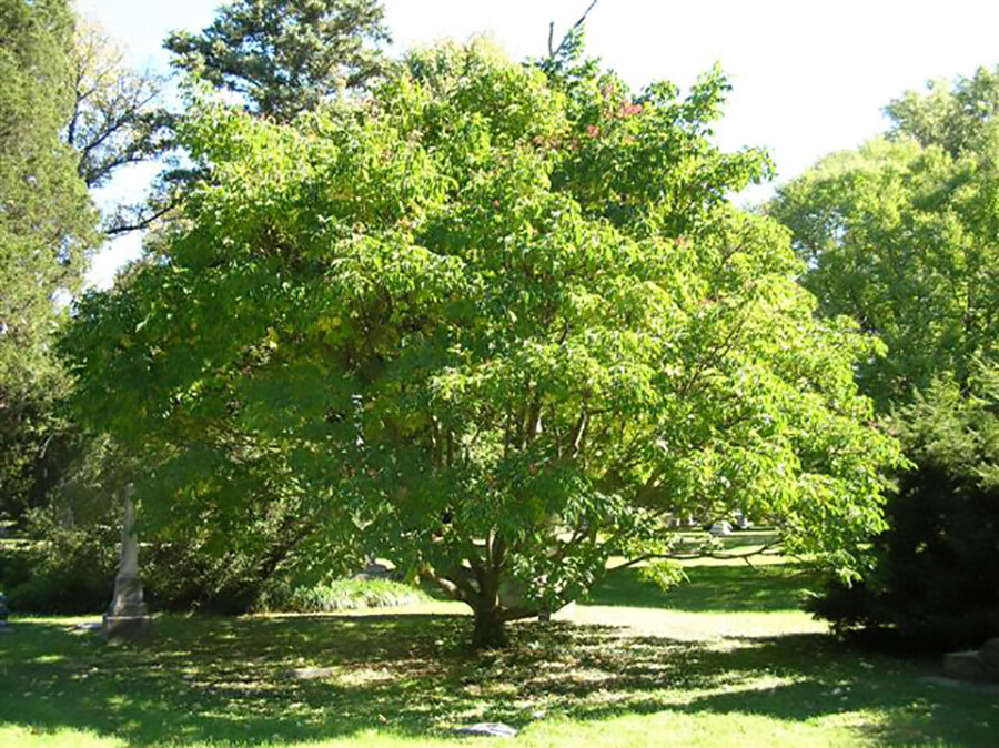 Korean Evodia, (Bee Bee Tree), Evodia danielli, Tree Seeds (Fast, Showy ...