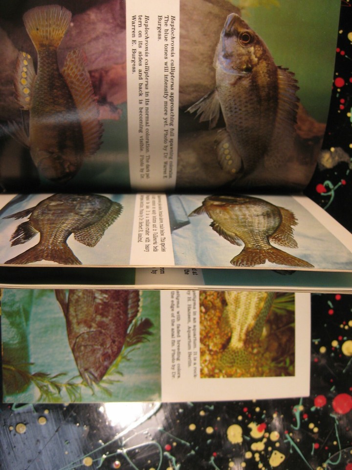 African Cichlids of Malawi and Tanganyika Axelrod Color Photo HC Fish ...