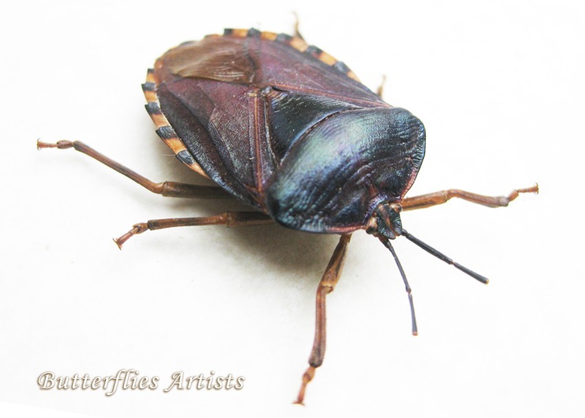 Real Iridescent Green Shield Bug Mattiphus Reflexus Framed Entomology ...