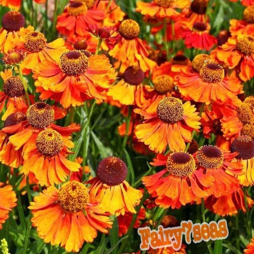 Helenium Seeds -Helenium Autumnale - Sneezeweed Autumnale Mix | eBay