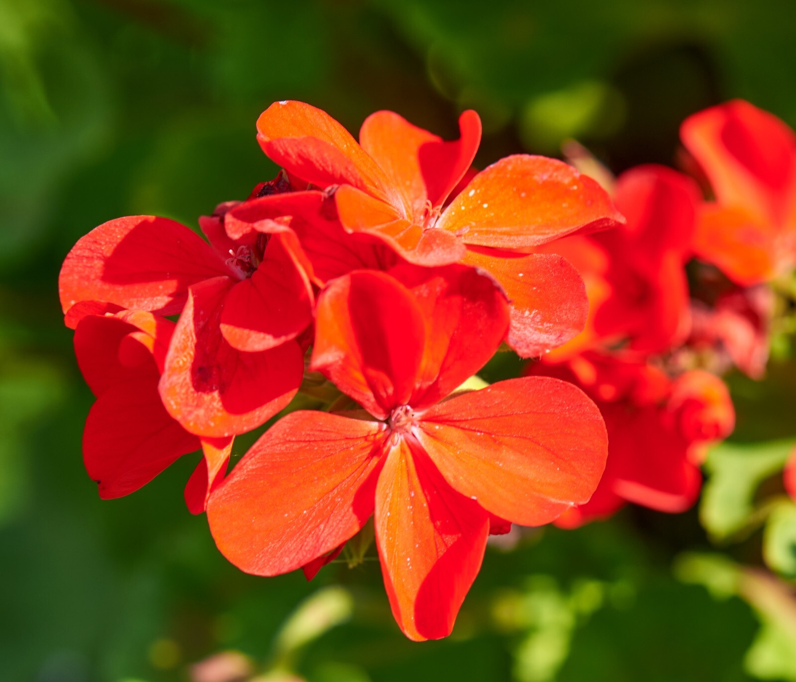 RED WALLFLOWER Ruby Gem 65 Seeds FLOWER GARDEN cottage EASY GROW ...