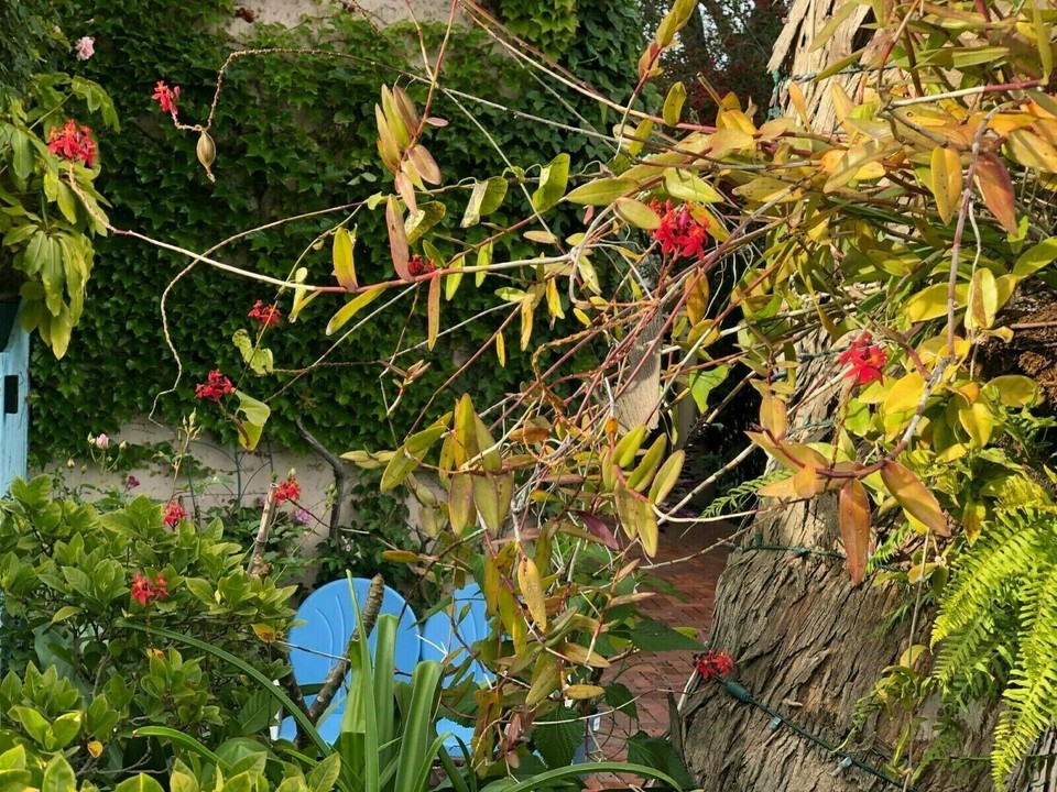 Red flowering epidendrum radicans 3 cuttings with roots | eBay