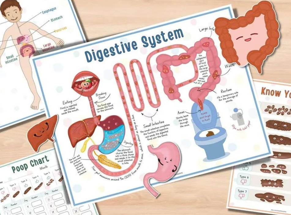 Human Anatomy Busy Book,Human Body Anatomy Busy Book for Kids ...