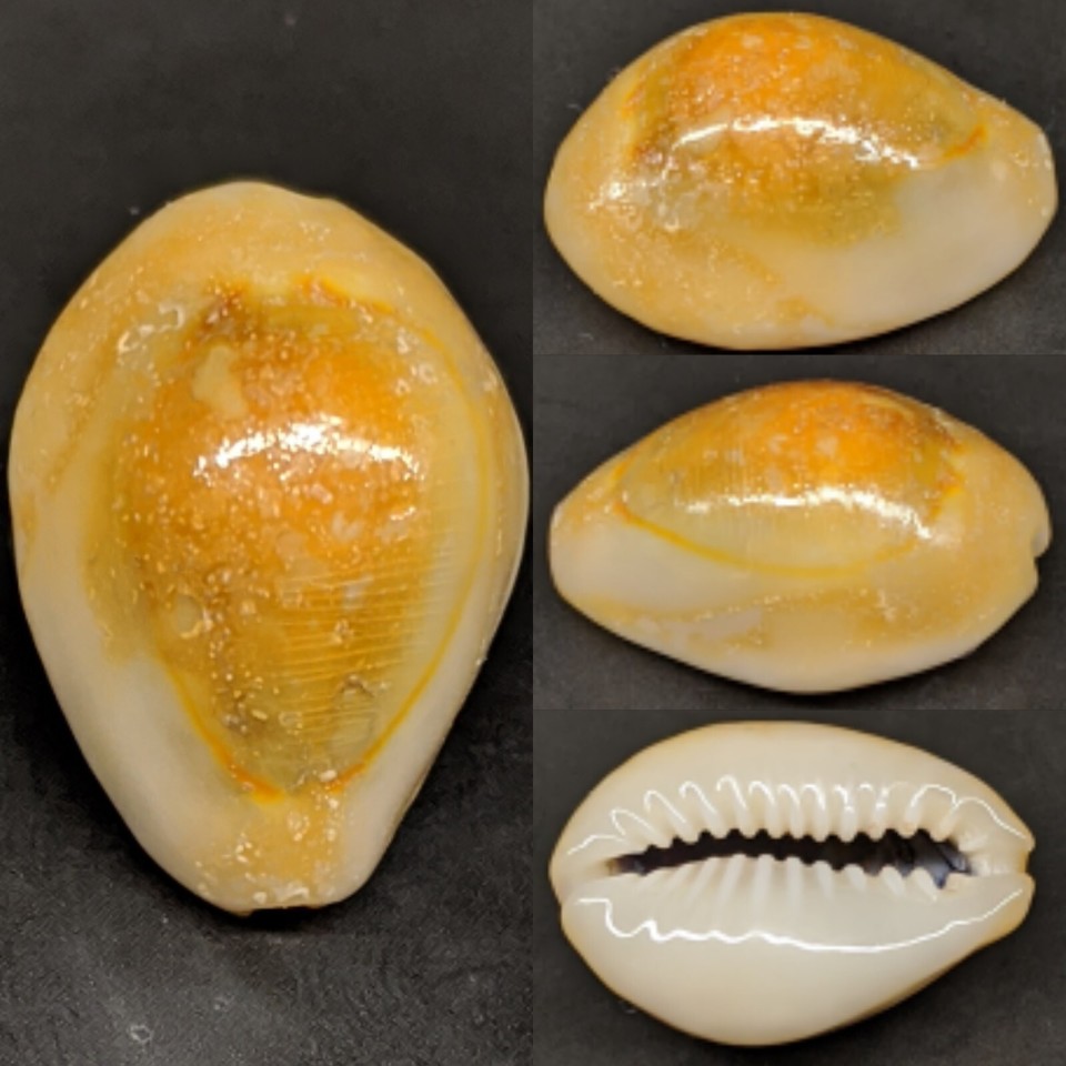 Cypraea (Monetaria) annulus 23.7mm CYPRAEIDAE Ring Cowry Seashell RUSTY ...