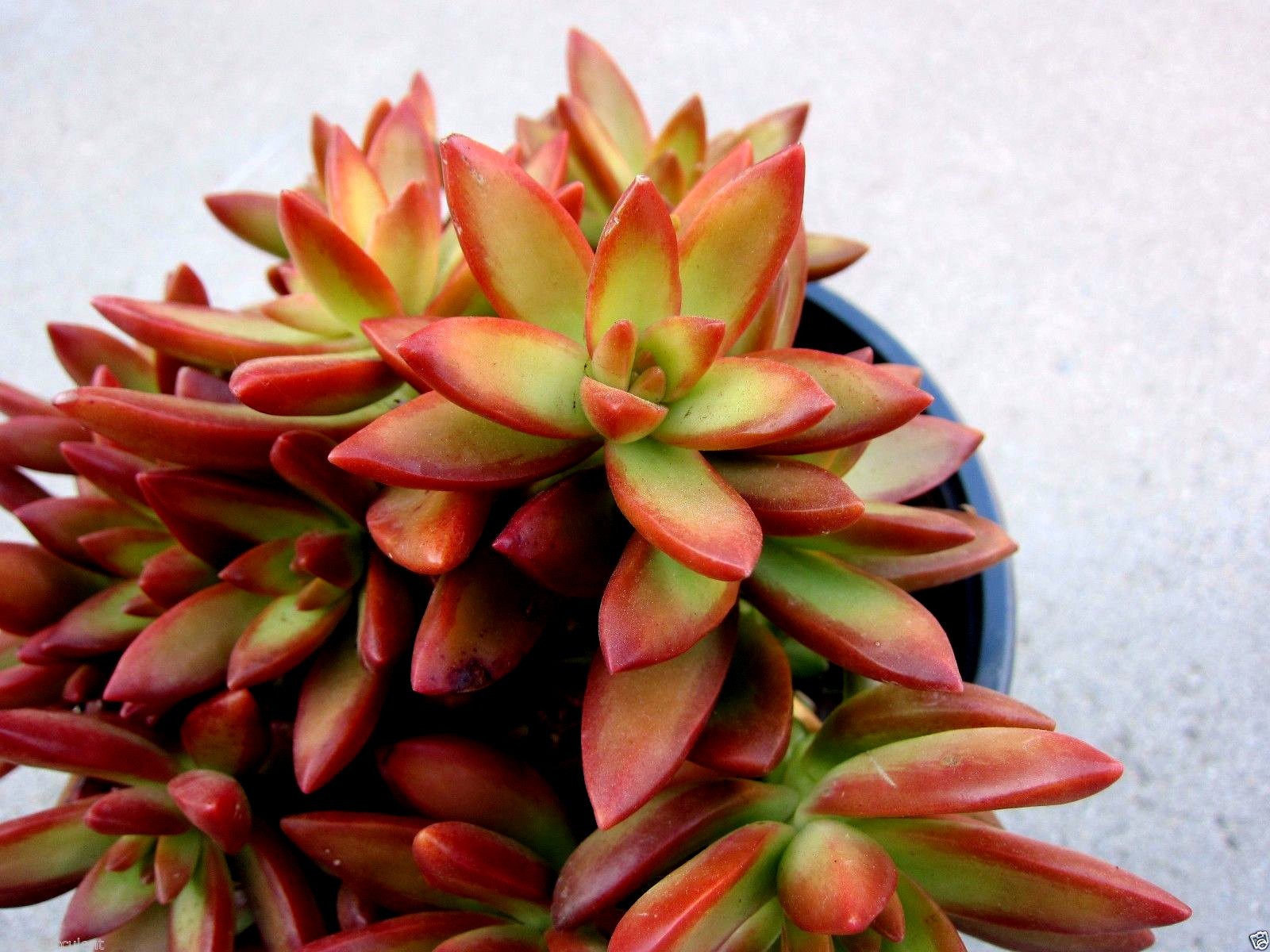 Sedum Adolphi FIRESTORM Nice STRONG Color Succulent 2 Cuttings / pups ...