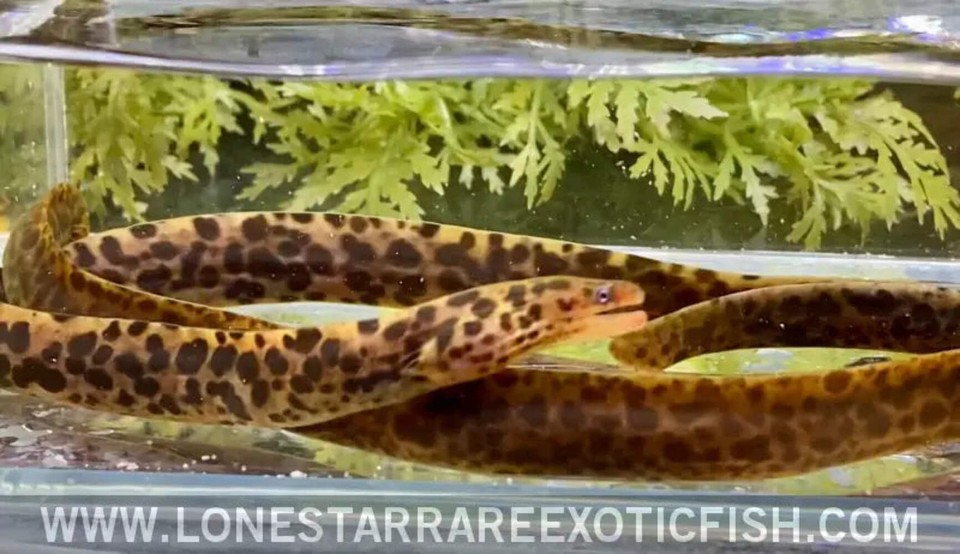 Tiger Moray Eel / Gymnothorax polyuranodon (True Freshwater Moray ...