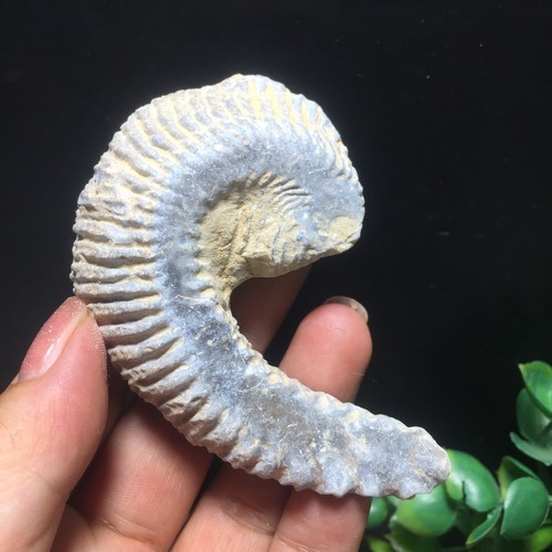 98g Rastellum Carinatum - Rare Oyster Shell Half Bivalve Sea Madagascar ...