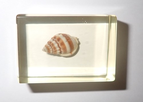 Common Nutmeg Snail Seashell in Amber Clear Small Resin Block Teaching ...