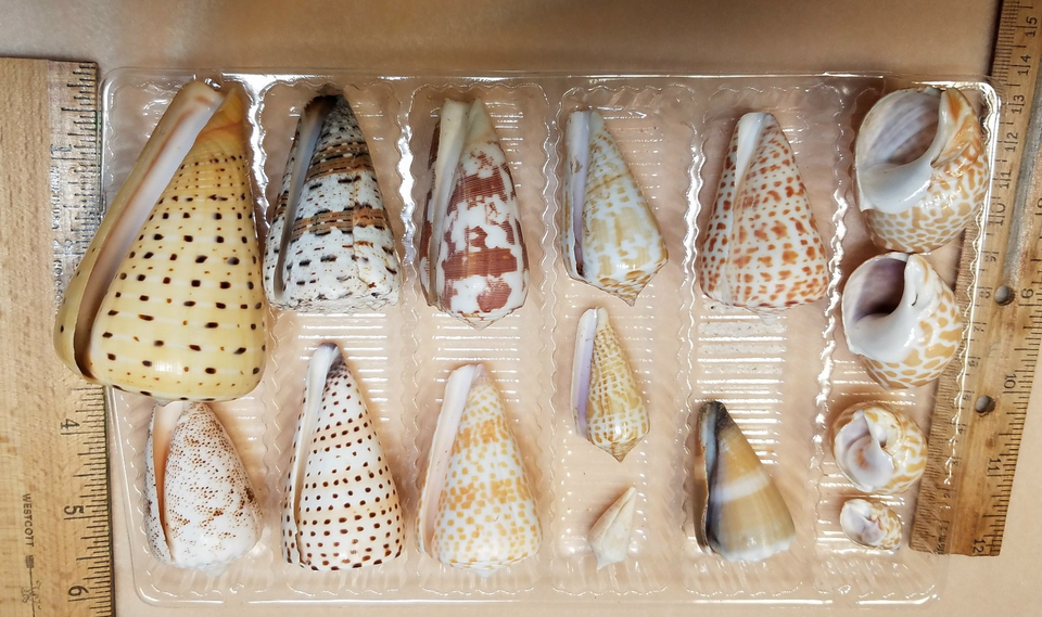 Colorful Collection of Cone & Bonnet Shells, most from Fiji. Lot N. 287 ...