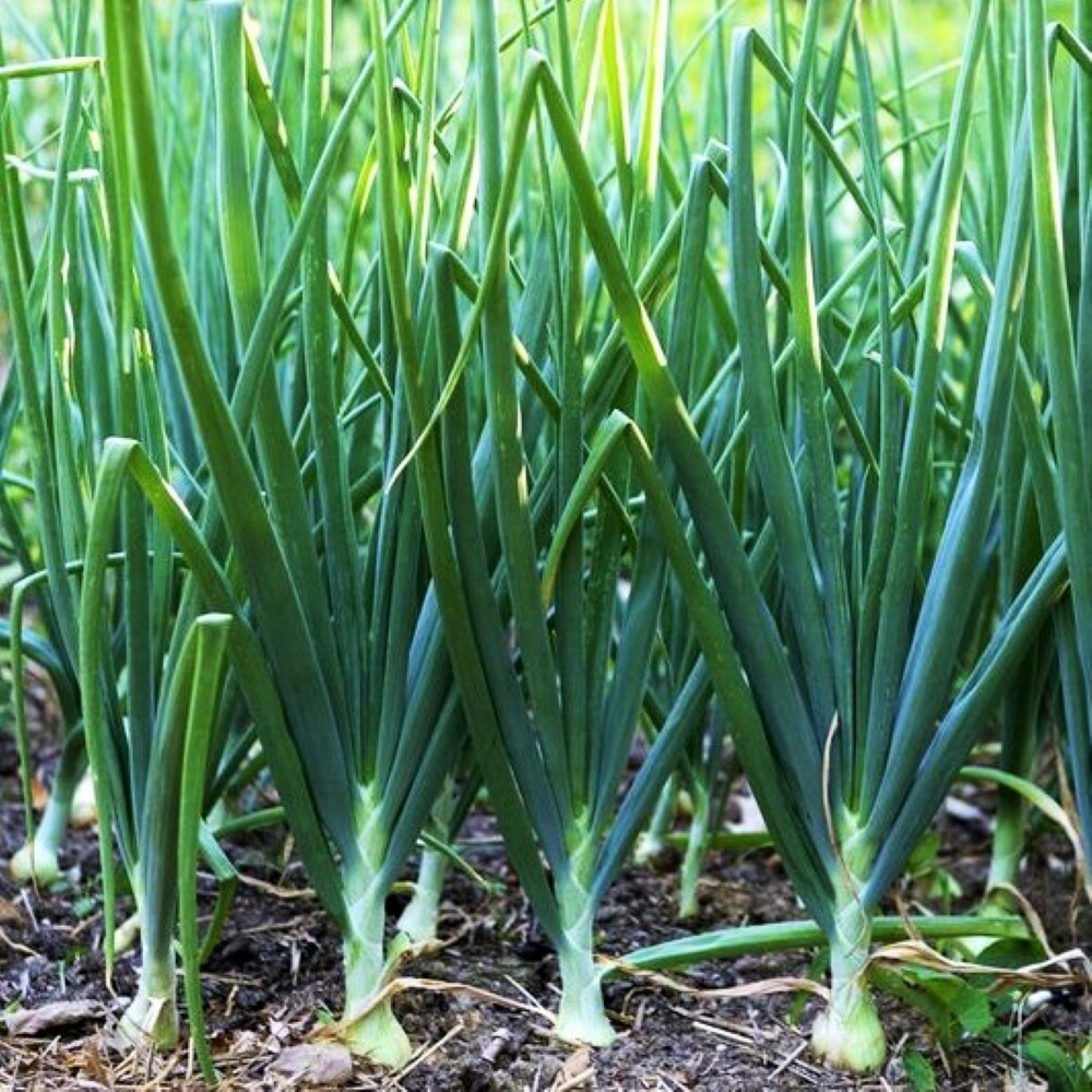 Container Planting White Onion Onion (Salad) 'White Lisbon' Winter