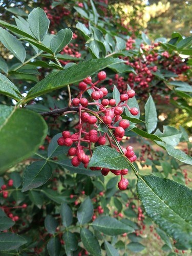 Poivrier du Sichuan - Plant - Zanthoxylum simulans - 20-50cm | eBay
