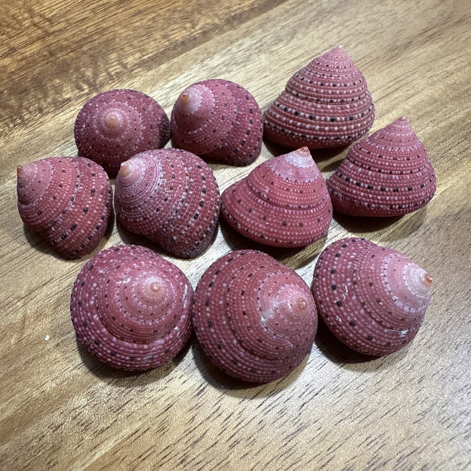 Natural Red Strawberry Top Snail Shells Conch 10 Seashells Rare Real ...