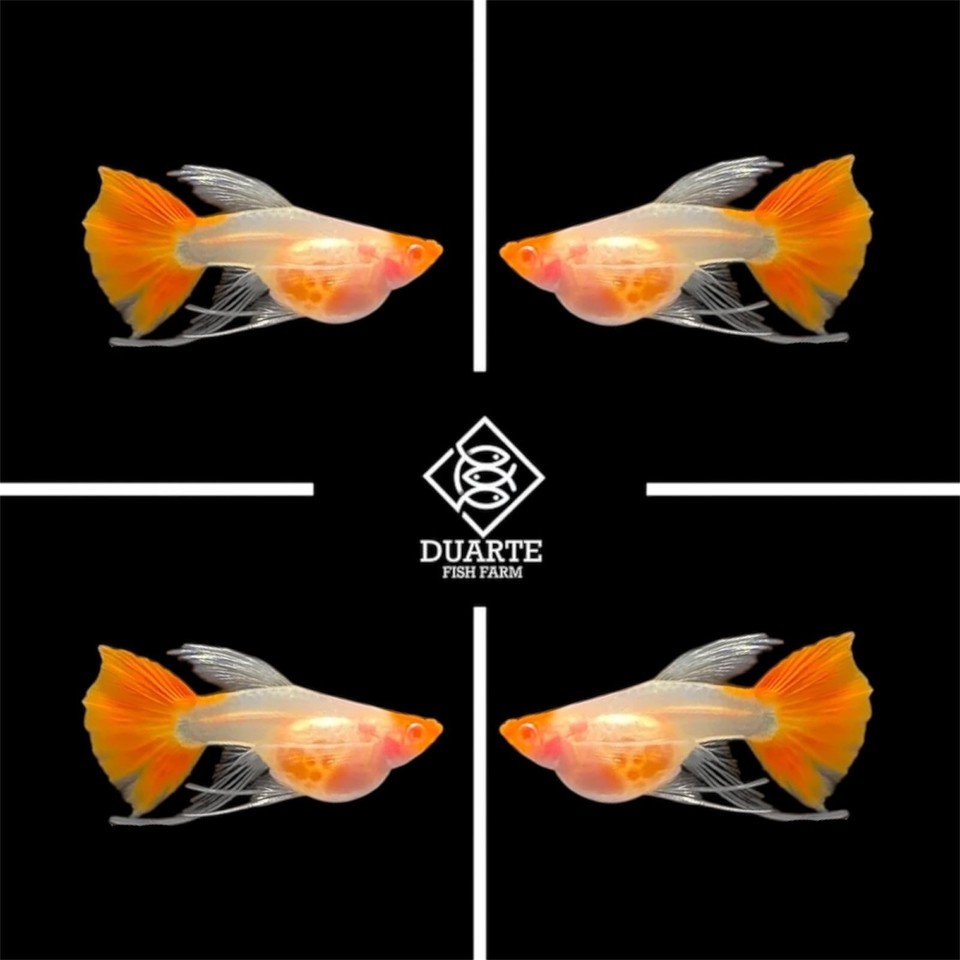 1 Female - Wild Koi (Short body) Glass Belly - Guppy Live Tropical Fish ...