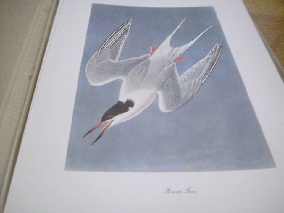 Audubon Fifty Selections w/Commentaries by Roger Tory Peterson Bird ...