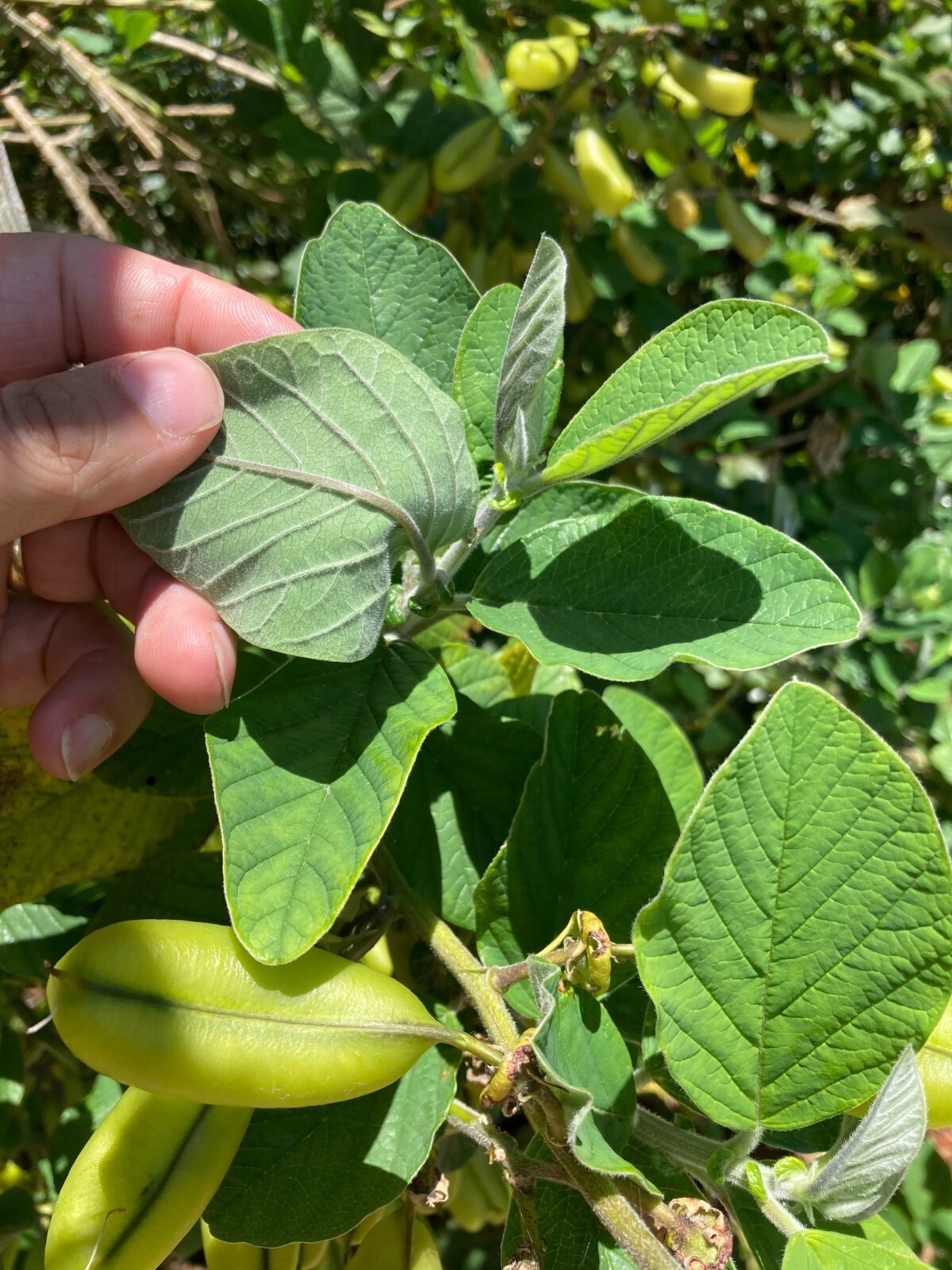 Crotalaria spectabilis - 20 seeds - Showy Rattlepod / Rattlebox | eBay