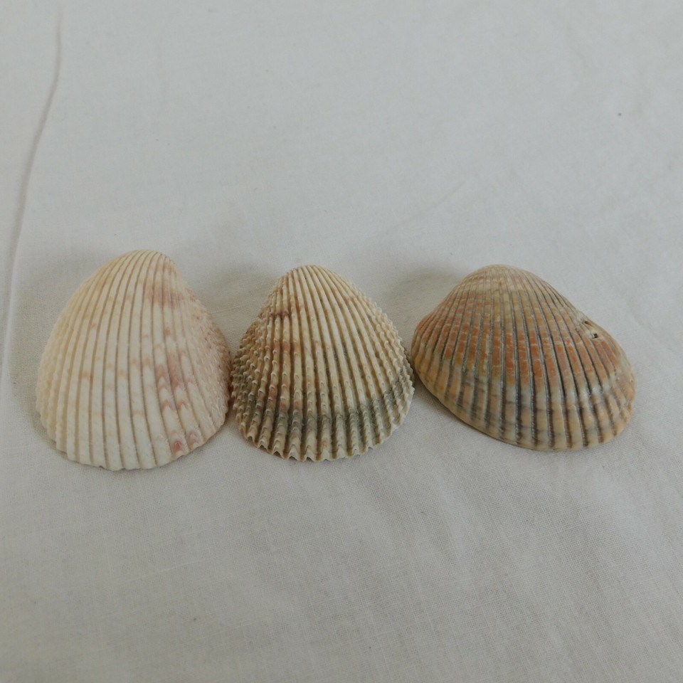 Lot of 10 Cockle Shells Ocean Beach Decor Aquarium Craft Ocean Sea ...