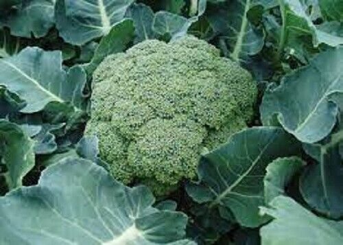 BROCCOLI CALABRESE SAMSON F1 SEEDS Vegetable Garden Calabrese Broccoli ...