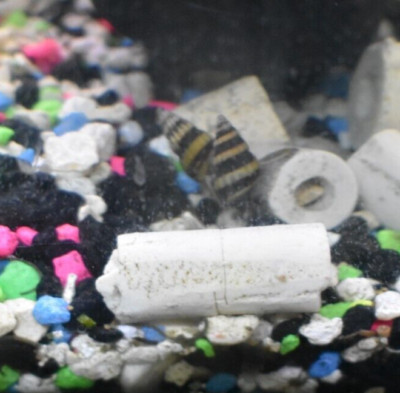 6 ~ Assassin Snails Live for Freshwater Aquarium (Clea Helena) 0.5" - 1 ...