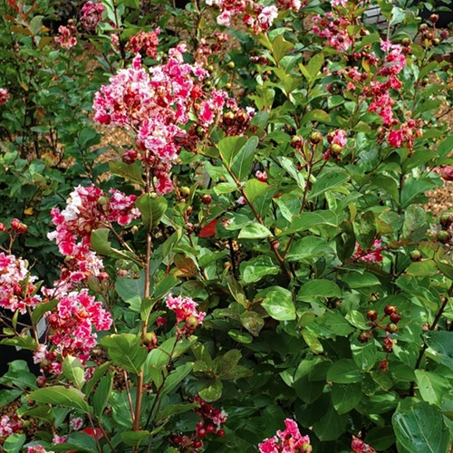 20 peppermint lace CREPE MYRTLE seeds Tree Shrub Lagerstroemia Indica ...