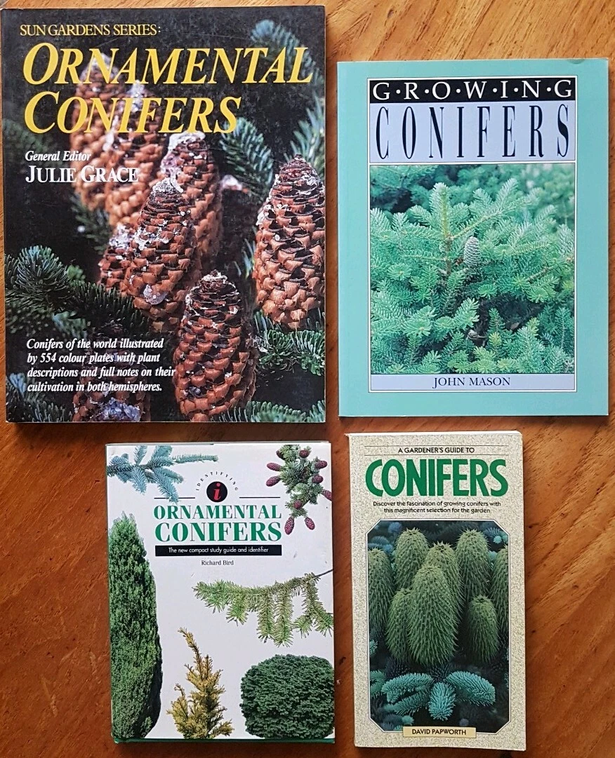 Garden Conifer Trees | Fasci Garden