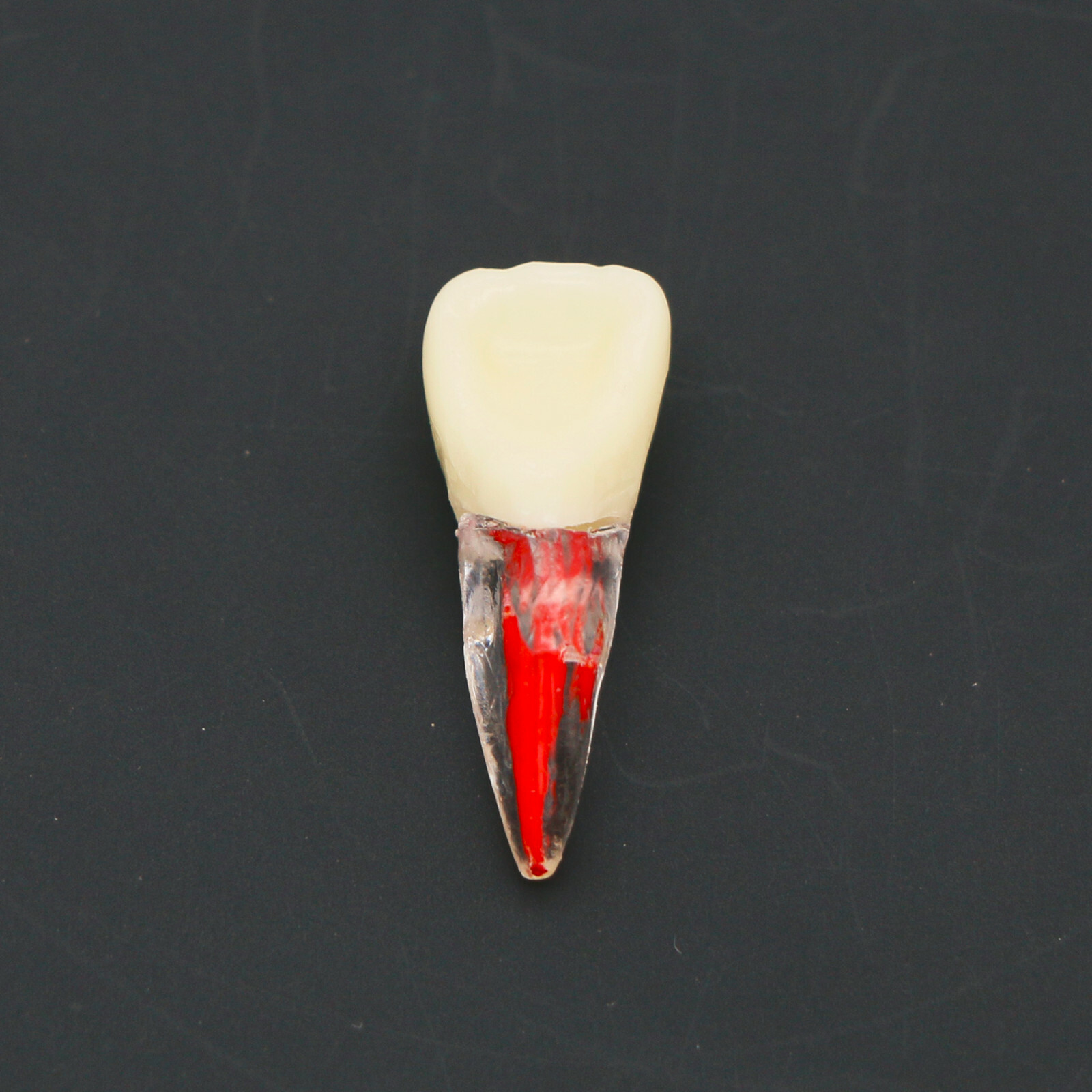 5Pcs Dental Endodontic Root Canal RCT Practice Pulp Cavity Endo Teeth ...