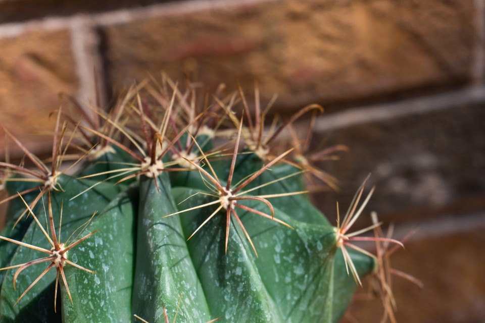 Ferocactus wislizenii, Fish Hook Barrel, Long Red Spines, Great Flowers ...