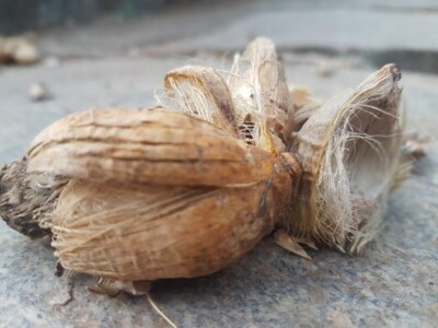 Areca Nut Husks Natural Eco Friendly Growing Media For Flower Pot From ...