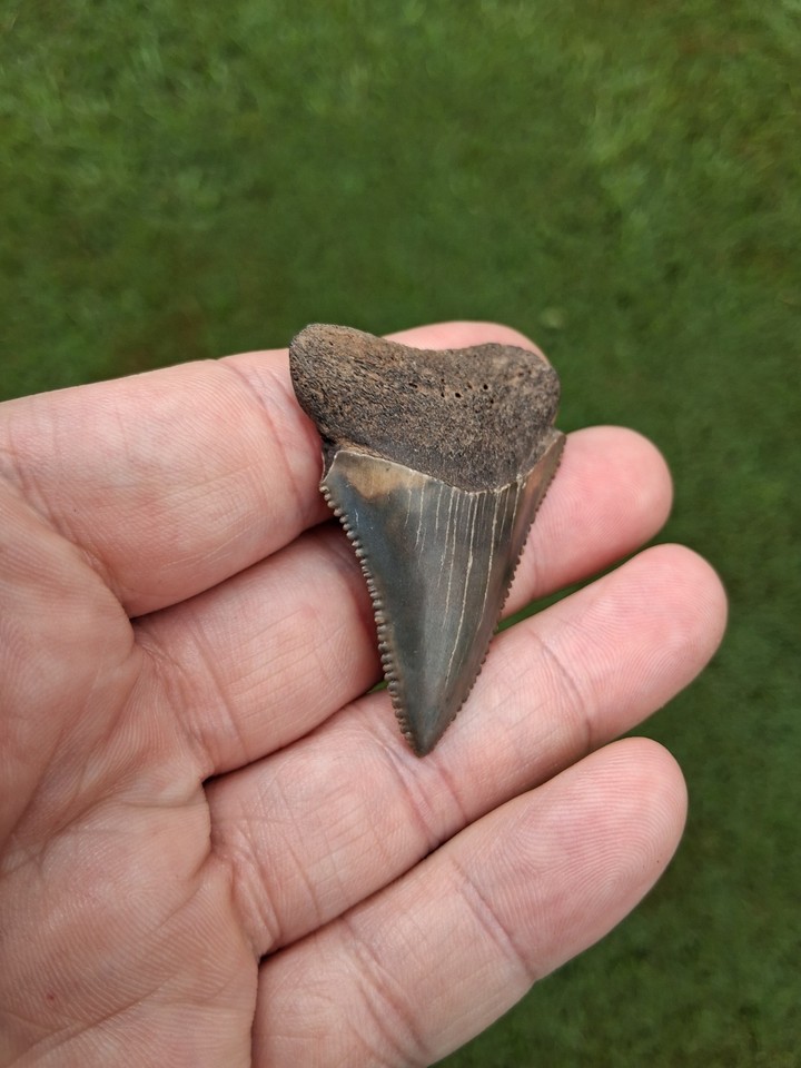 1 15/16" Fossil Great White Shark Tooth From The Cooper River In SC | eBay