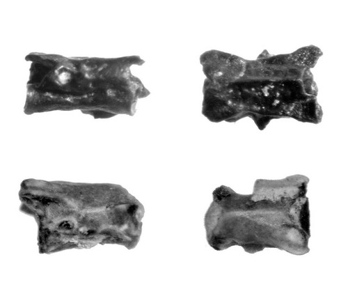 Permian Sillerpeton Aistopod Phlegethontia amphibian vertebra fossil ...