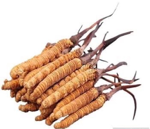 cordyceps wild Wild Tibetan Aweto Yartsa Gunbu Cordyceps Sinensis ...