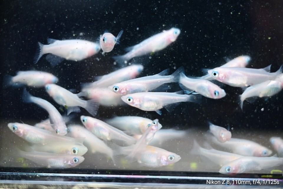 [LIVE FISH] 白メダカ Shiro (White) Medaka Rice Fish, 4+1 (DOA) Juvenile ...