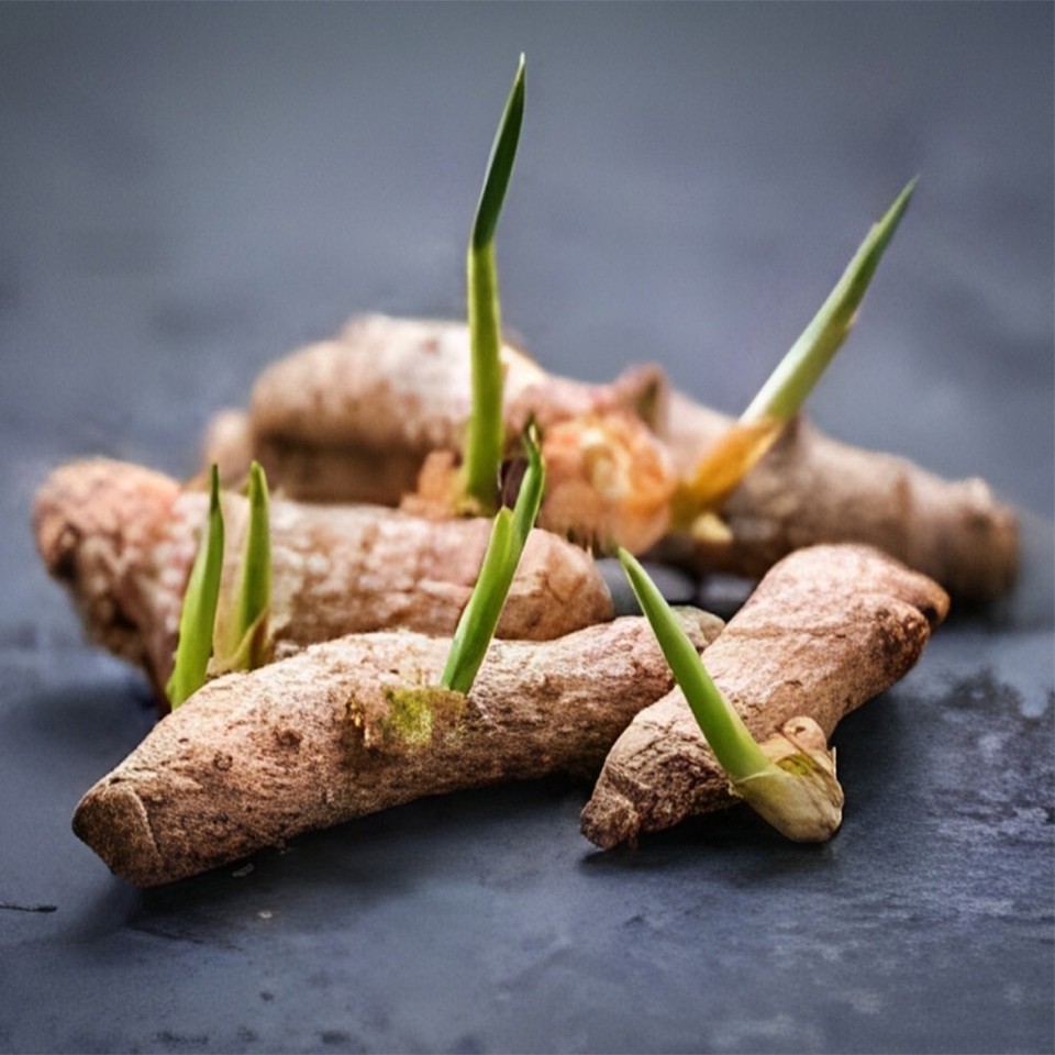 50+ Fresh Sprouted Ceylon Turmeric Live Rhizomes Ready Plant Curcuma ...