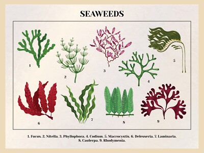 Seaweeds Botanical Educative Chart Limited Edition Premium Poster ...