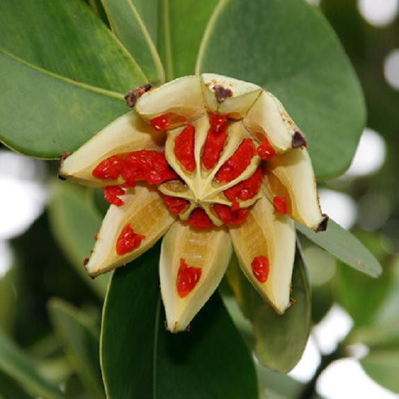 CLUSIA ROSEA major autograph tree exotic balsam apple cuba native seed ...