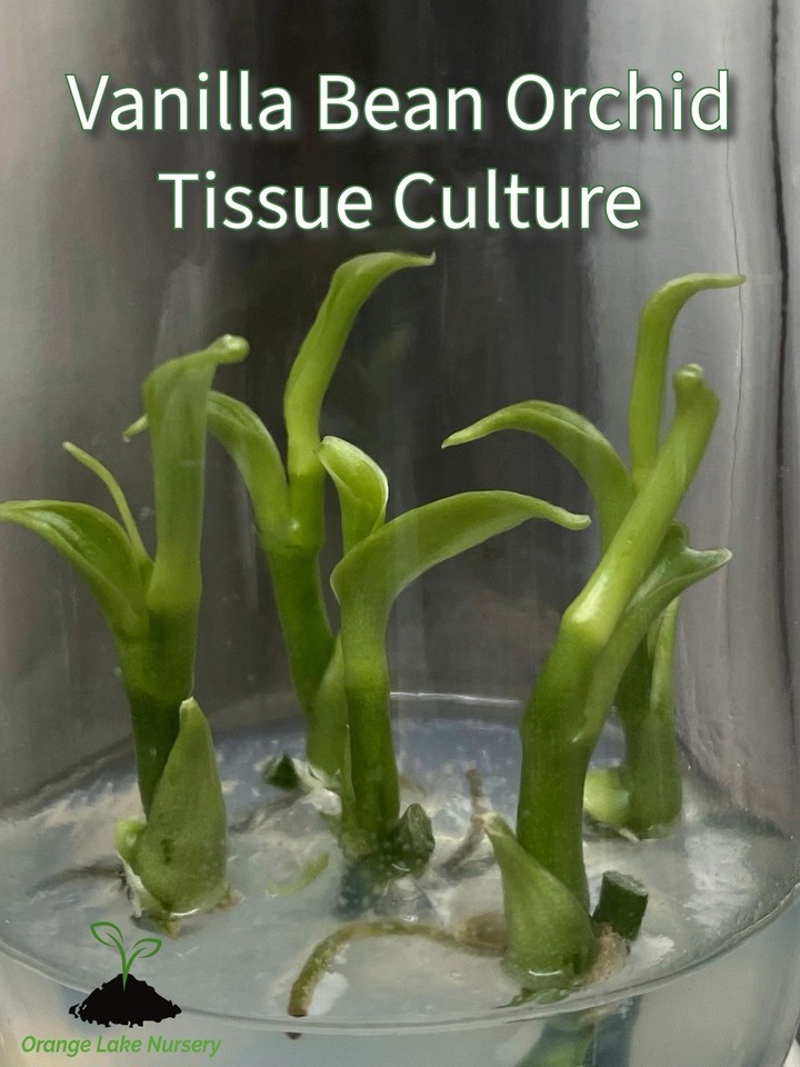 VANILLA BEAN ORCHID TISSUE CULTURE | eBay