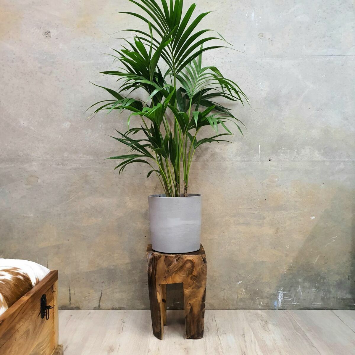 [MANGO TREES] "Adam" Wooden Stool/Plant Stand/Side Table 30cm | eBay ...