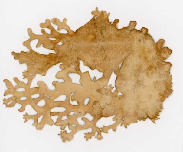 1870s-80s Die Cut Coral Sea Shells Deep Sea Victorian Scrap F151 | eBay