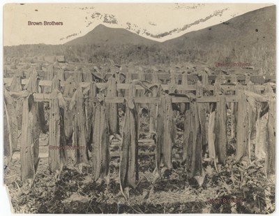 Vintage 1910s Alaska Salmon Fishing Camp Wooden Fish Drying Racks Photo ...