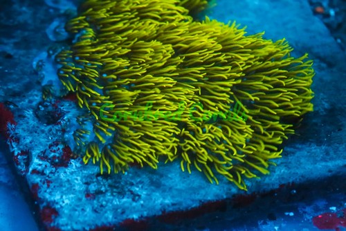 Cornbred's Nuclear Green Star Polyps GSP - Frag - LIVE CORAL | eBay