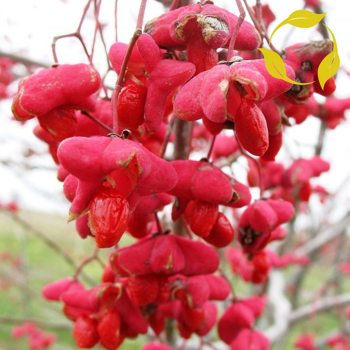 Wahoo Shrub