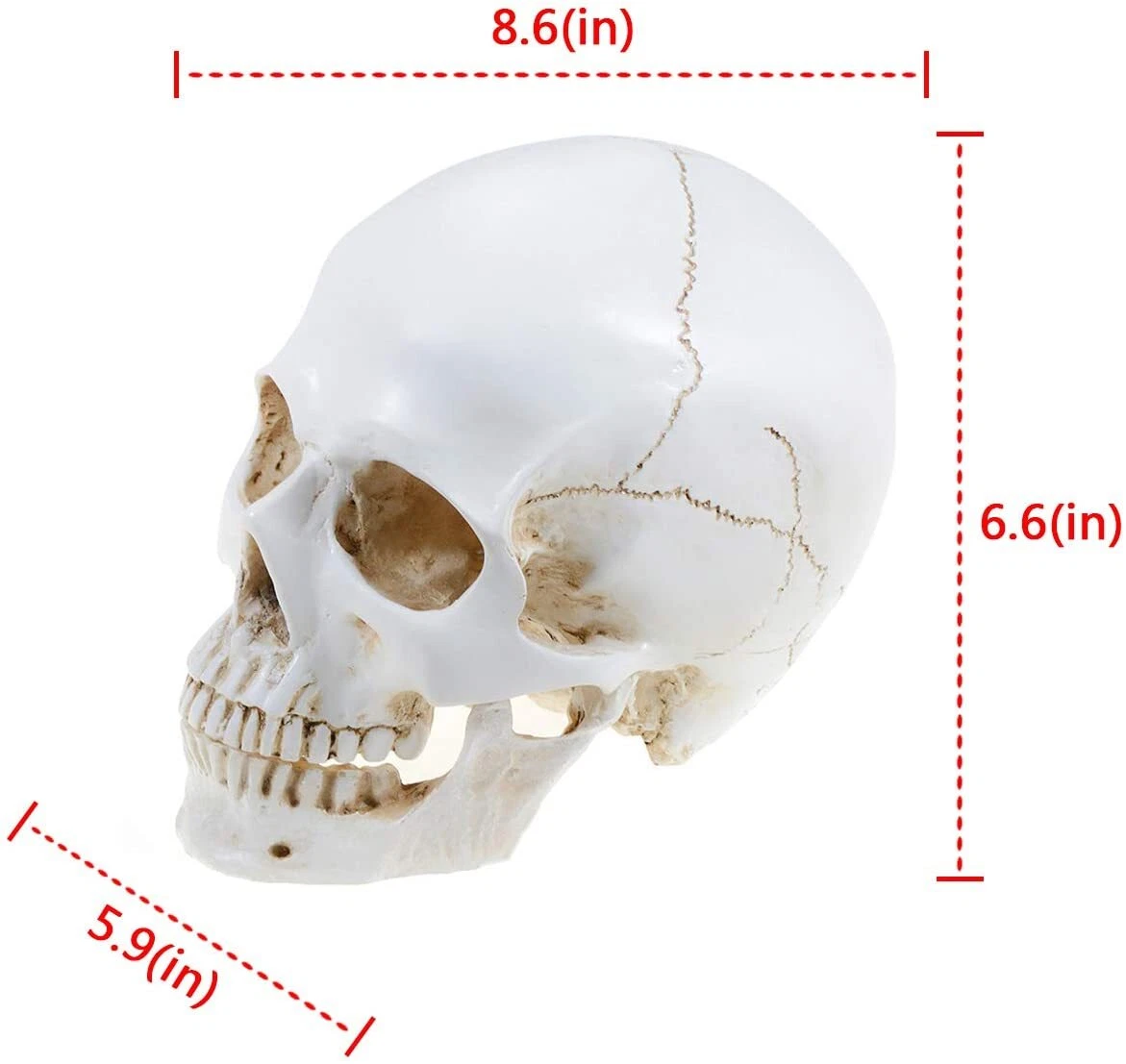 Skeleton Head Anatomy