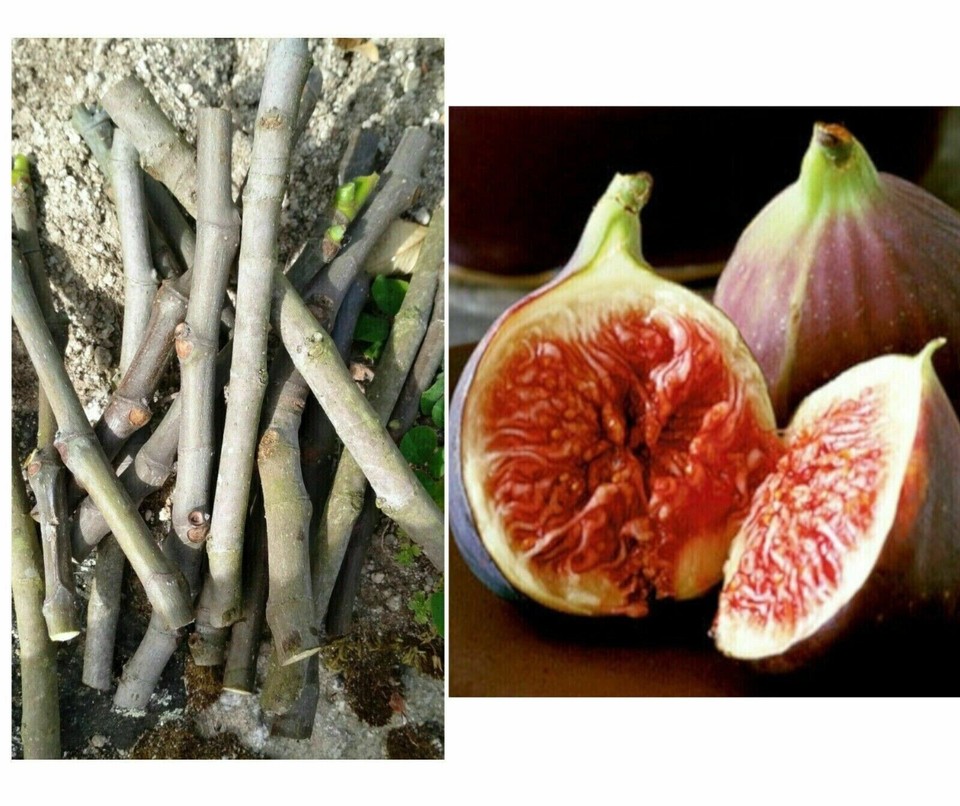 6 pc CUTTINGS BLACK MADEIRA or WHITE MADEIRA Ficus carica fig tree Figo ...