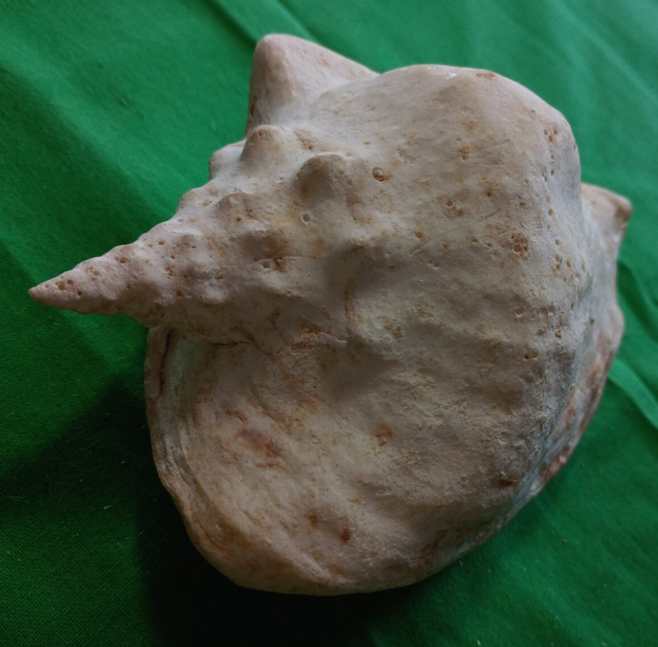 Strombus thersites #R1289 Tonga 134mm | eBay